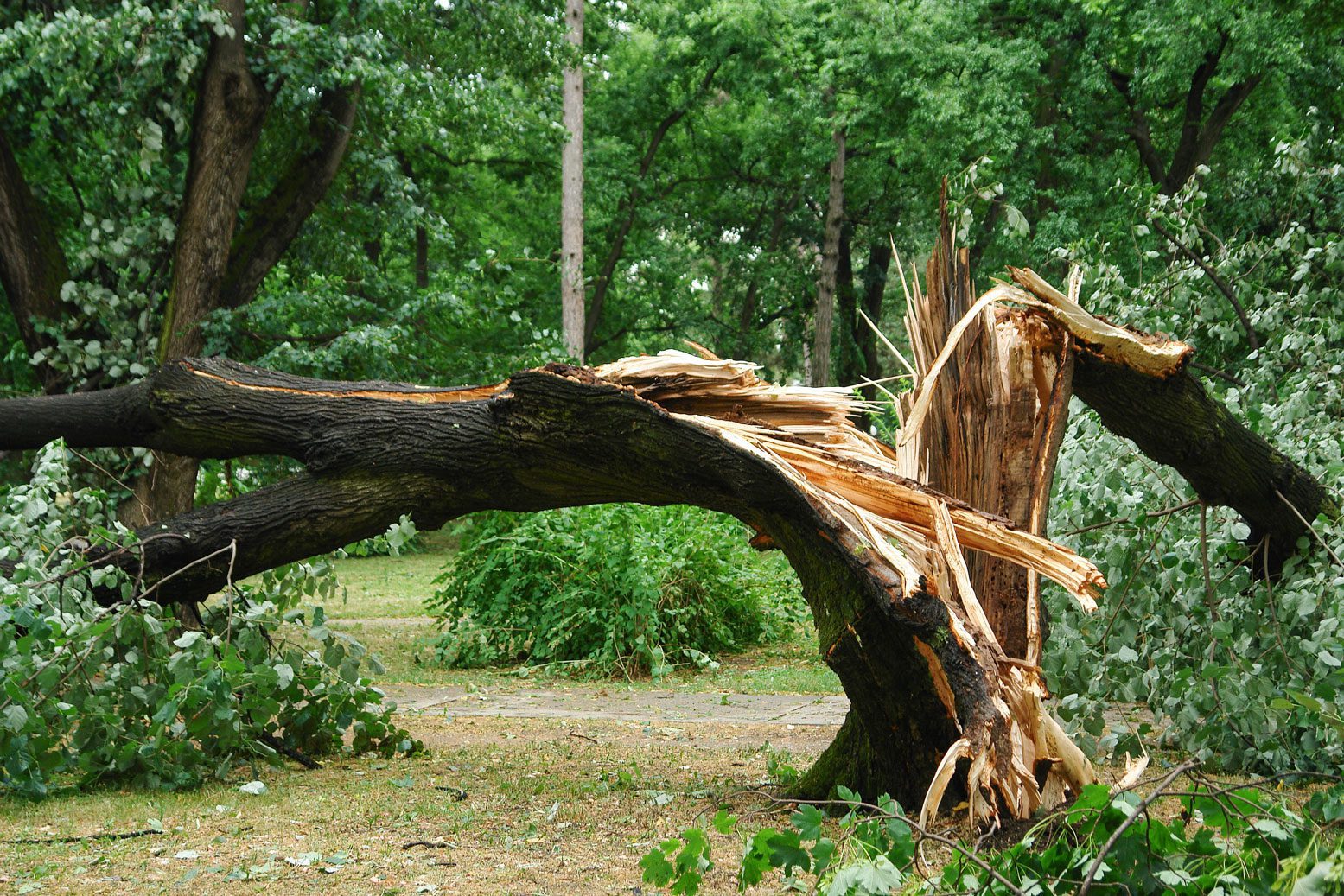 Does Home Insurance Cover a Neighbour's Tree Falling into My Garden?